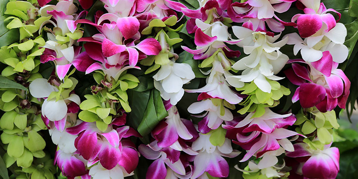 Fresh Hawaiian Orchid Leis delivered - Flower Leis as low as $9.90