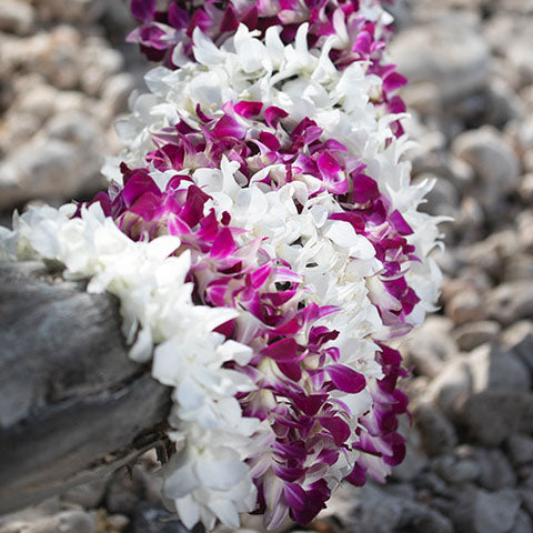 Fresh Hawaiian Orchid Leis delivered - Flower Leis as low as $9.90