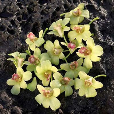 Green Loose Orchid Blooms - Pacific Leis