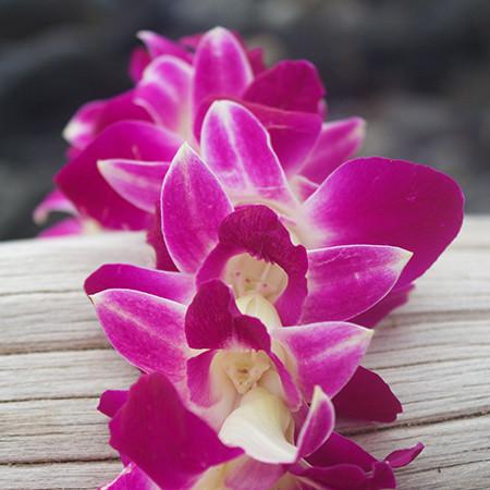 Single Orchid Lei - Pacific Leis