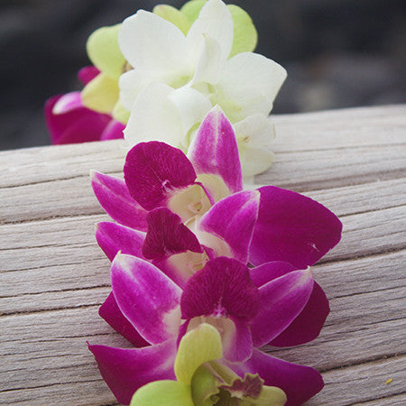 Single Orchid Lei Bulk - Pacific Leis